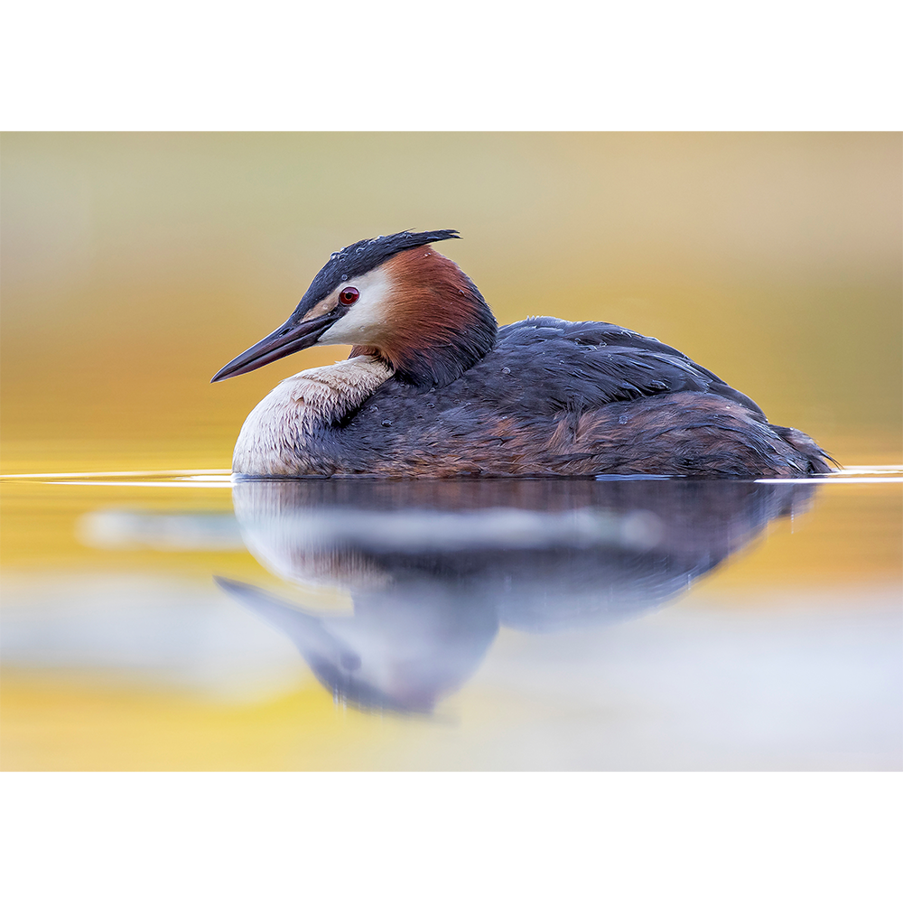 Great Crested Grebe – Post Stone