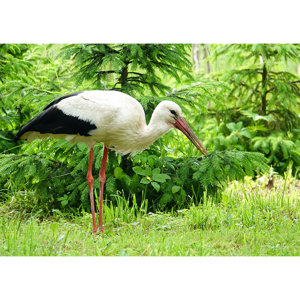 Stork