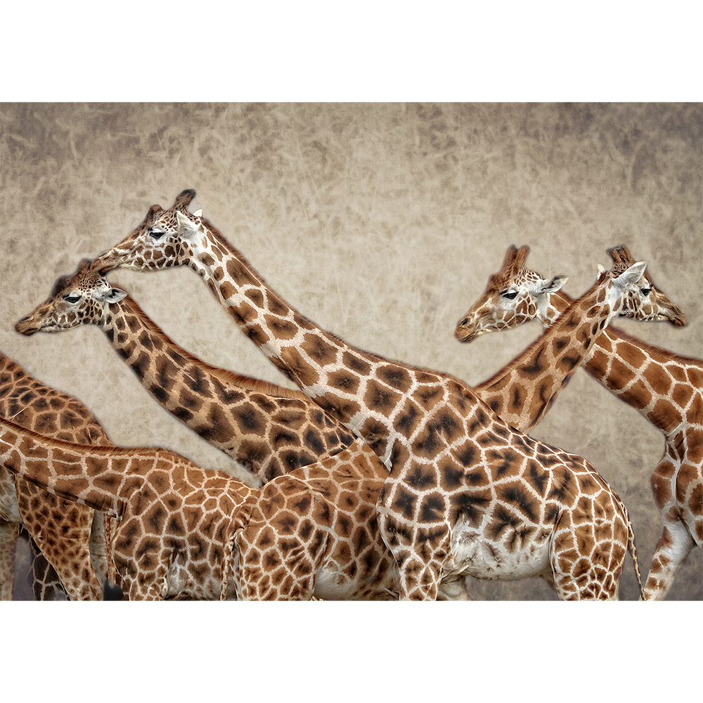 A Parade of Giraffes – Post Stone