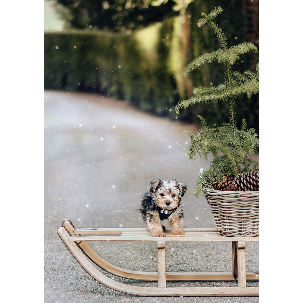 Dog on the Sledge – Post Stone