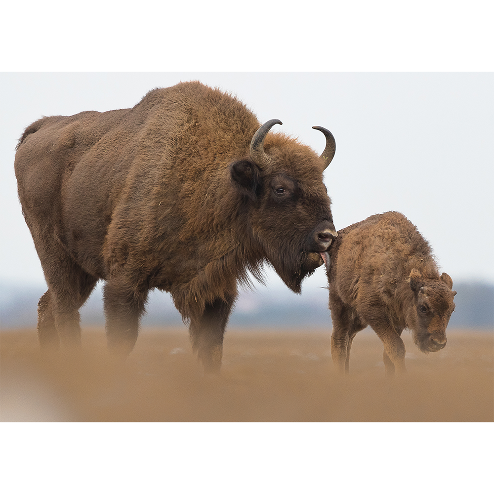 European Bison – Post Stone